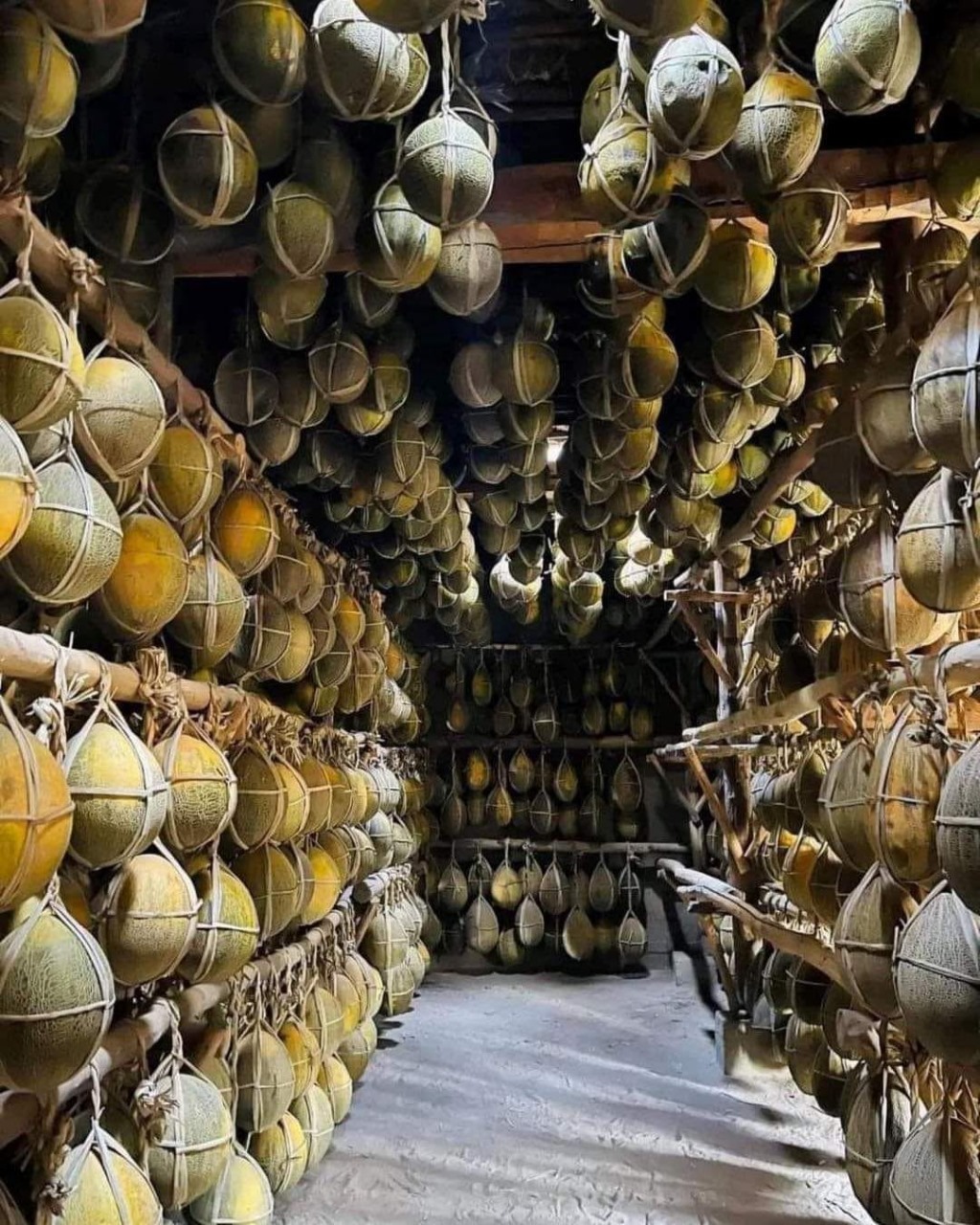 Qovun zirzəmiləri - AzPost.info