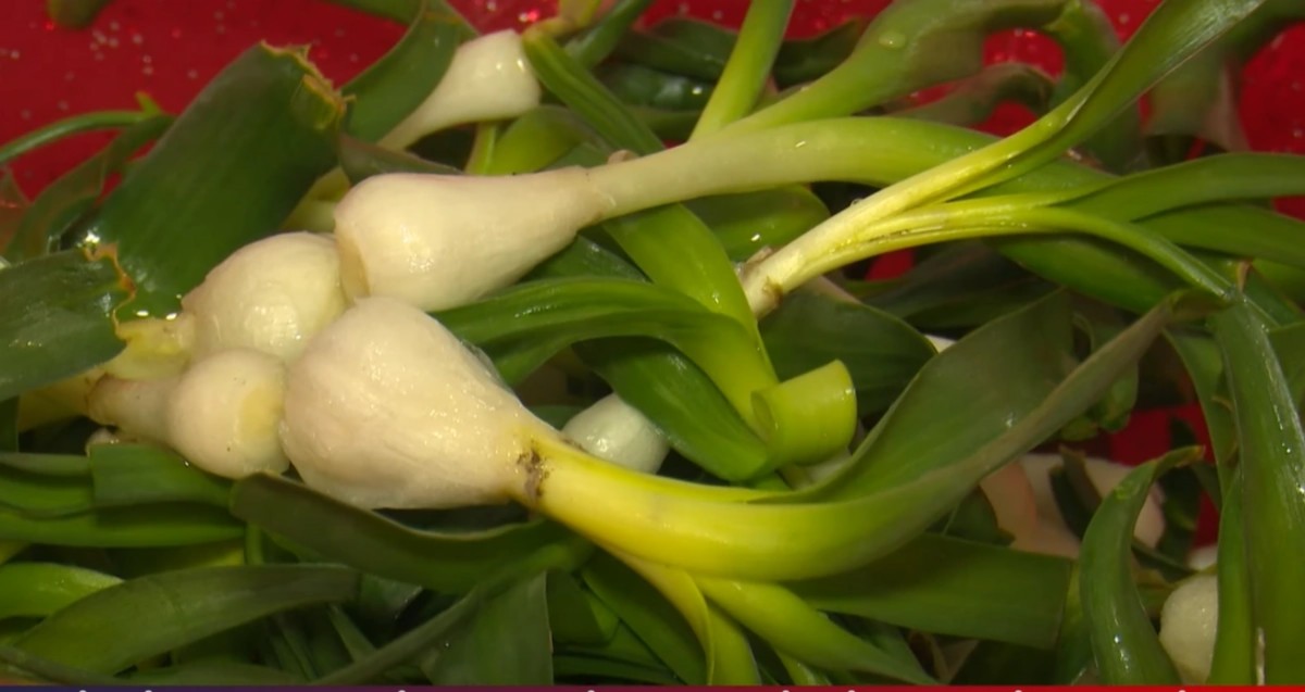 Laçının özünəməxsus bitkisi Xıncılovuz - AzPost.info